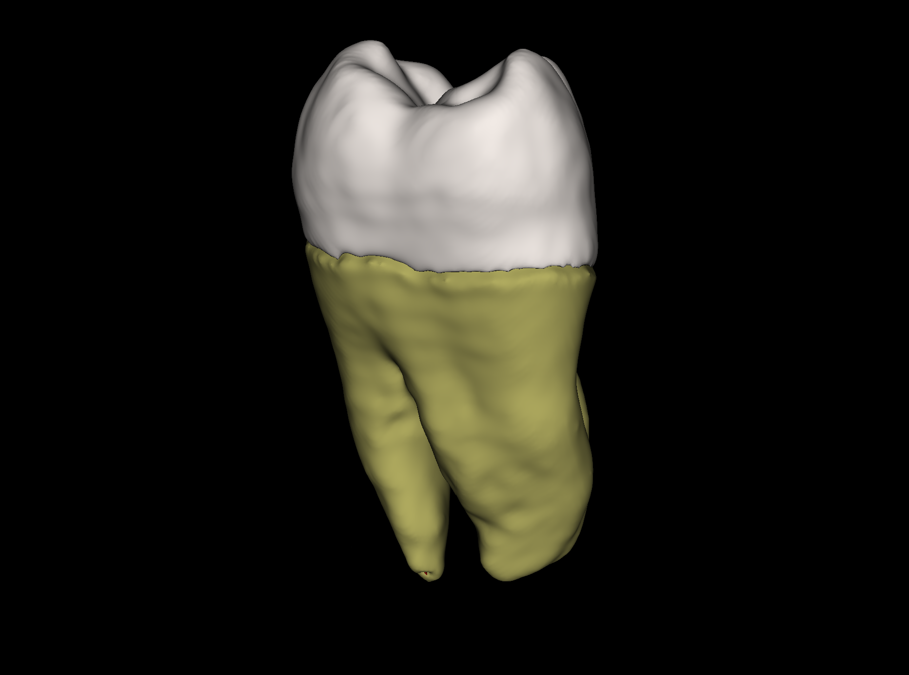 MSc Medical Visualisation & Human Anatomy – GSA Postgrad Showcase 2024